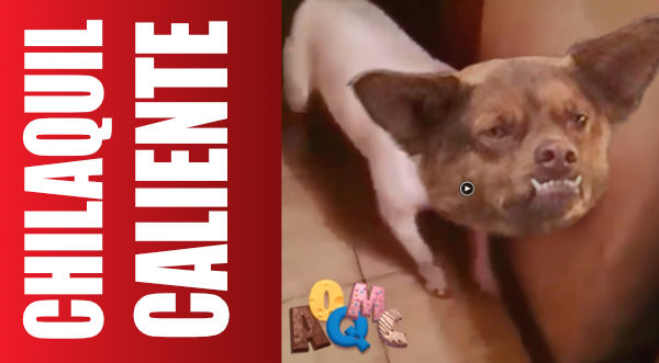 Chilaquil, el perro que enamoró a México | anumerouno